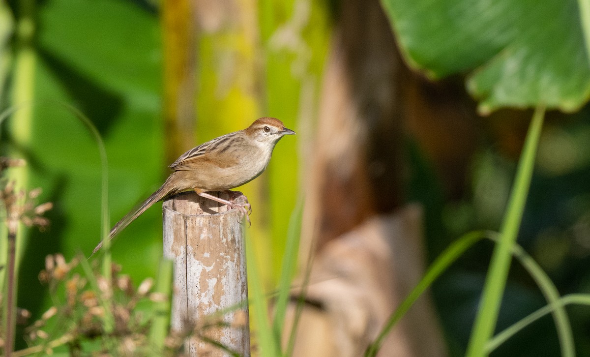 eBird Checklist - 11 Feb 2023 - Tabunan, Cebu City - 24 species