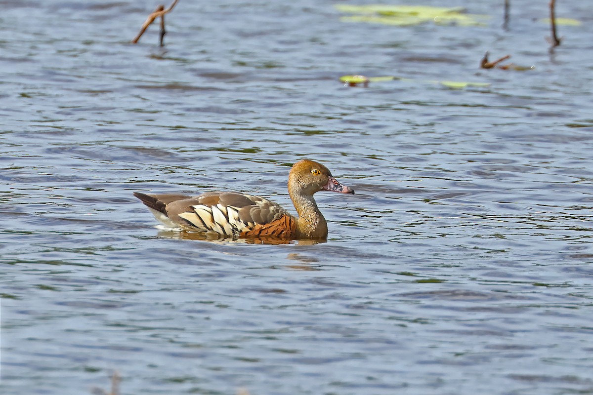 eBird Checklist - 28 Apr 2023 - Dowse Lagoon (Sandgate) - 44 species