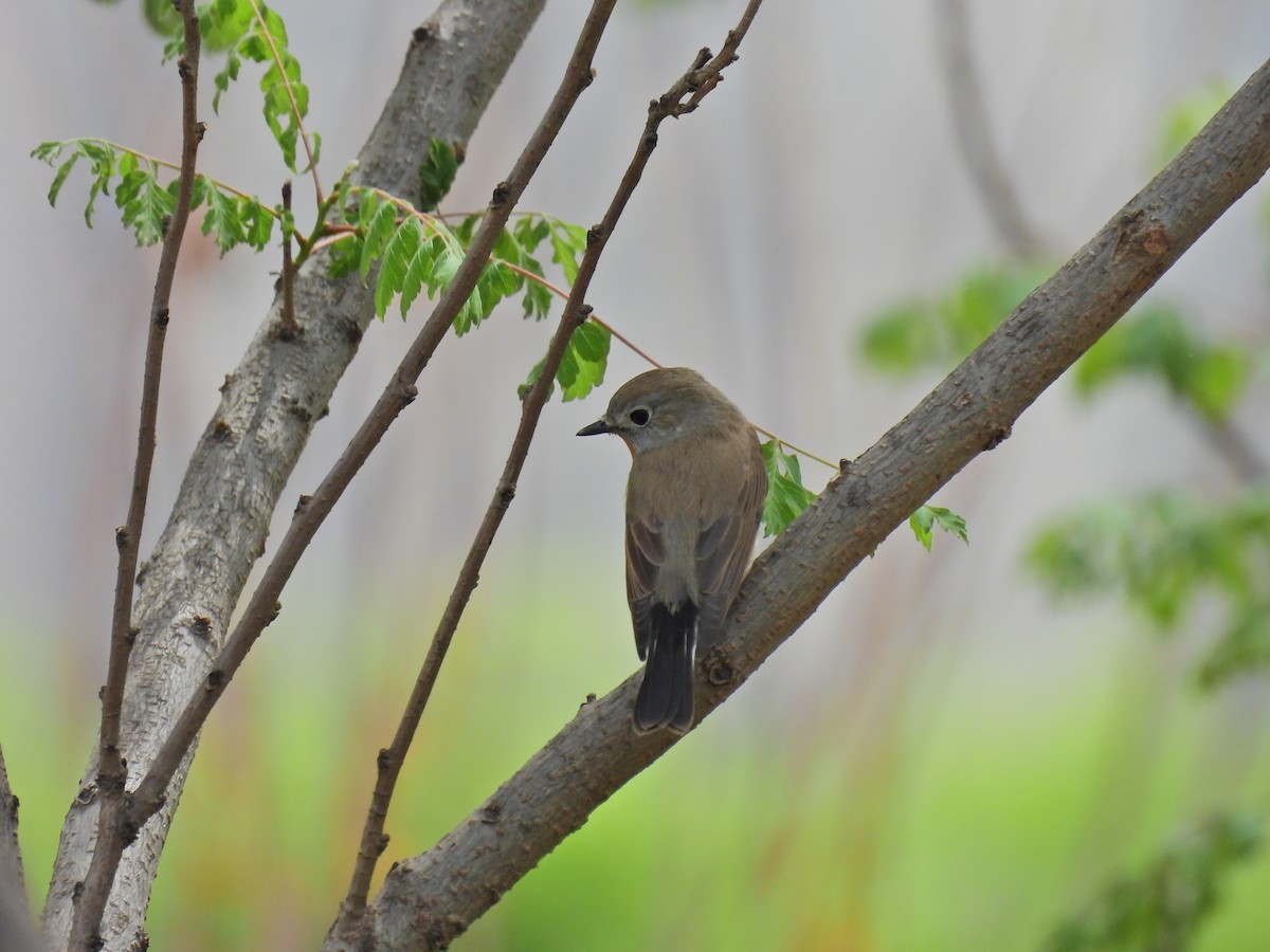 eBird Checklist - 28 Apr 2023 - SJZ Railway station East Square front ...