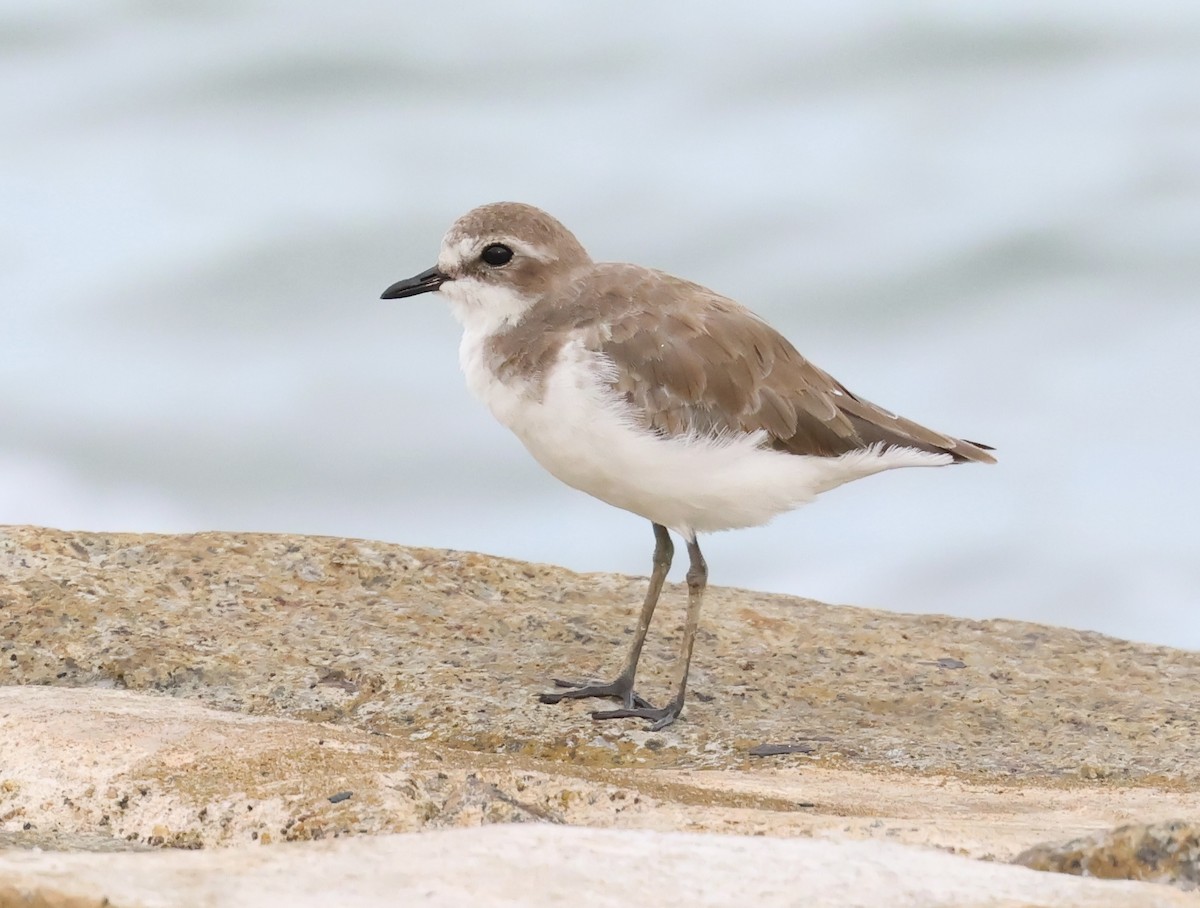 Media Search - Macaulay Library and eBird