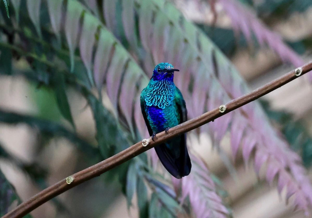 eBird Checklist - 31 Mar 2023 - Parque Verde y Agua - 31 species