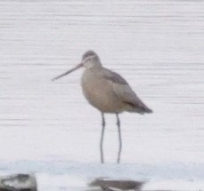 eBird Checklist - 28 Apr 2023 - Offutt AFB Base Lake - 31 species