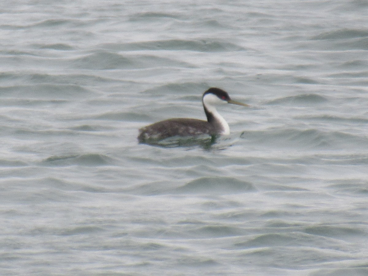 eBird Checklist - 27 Apr 2023 - Rocky Mountain Arsenal NWR - 45 species