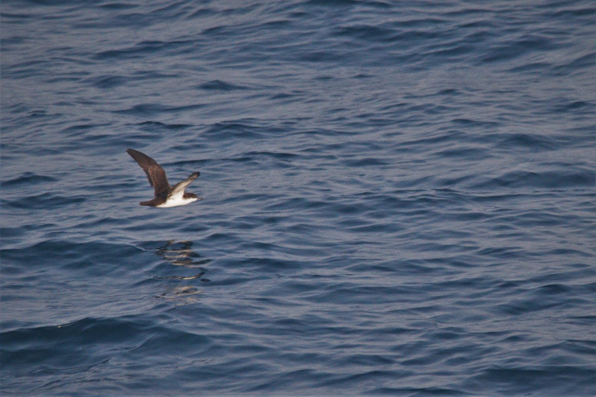 eBird Checklist - 28 Apr 2023 - Offshore 13.43215, -90.21330 - 5 ...