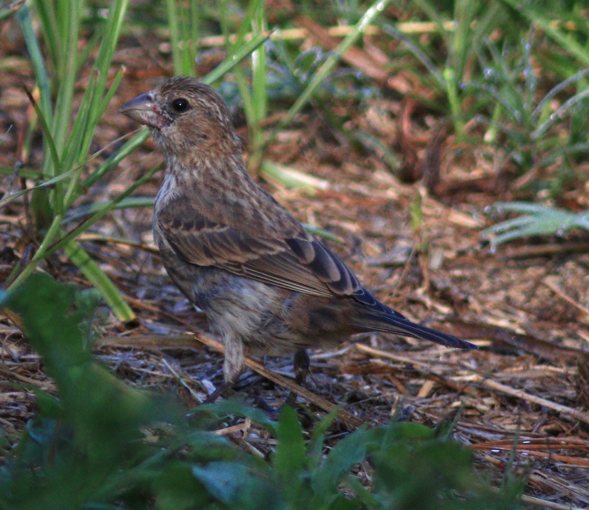 eBird Checklist - 7 Aug 2022 - University of Florida-Natural Area ...
