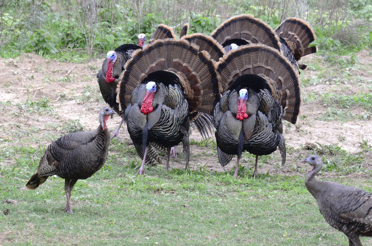 eBird Checklist - 24 Apr 2023 - King Ranch--Norias Division (Kenedy Co ...
