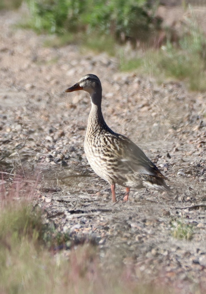 eBird Checklist - 28 Apr 2023 - Sedona Wetlands Preserve - 49 species ...