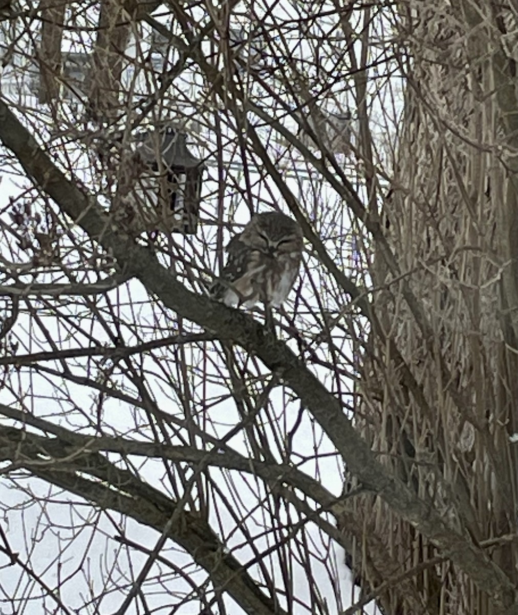 eBird Checklist - 16 Mar 2023 - 430 Rue Stevens, Waterloo CA-QC 45. ...