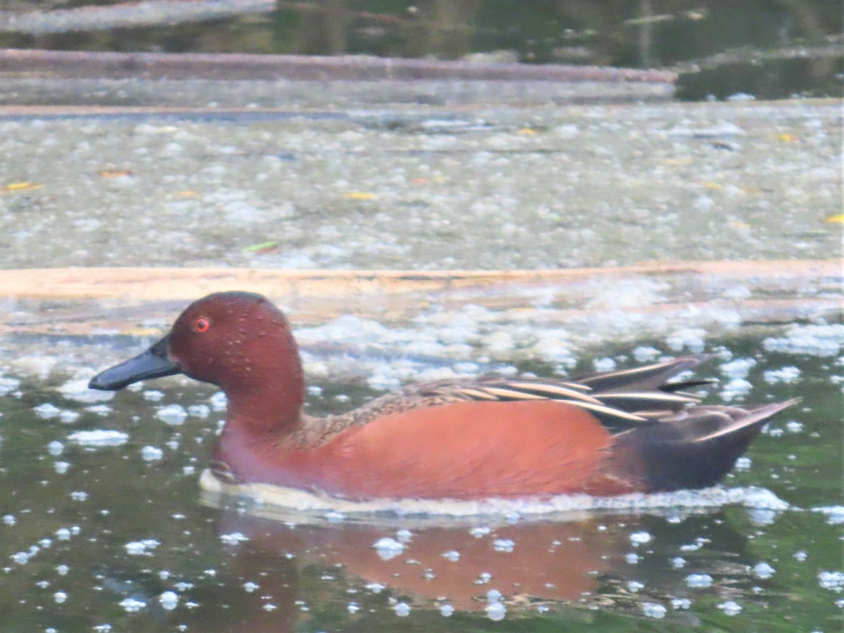eBird Checklist - 28 Apr 2023 - Oso Flaco Lake (not for beach/ocean ...