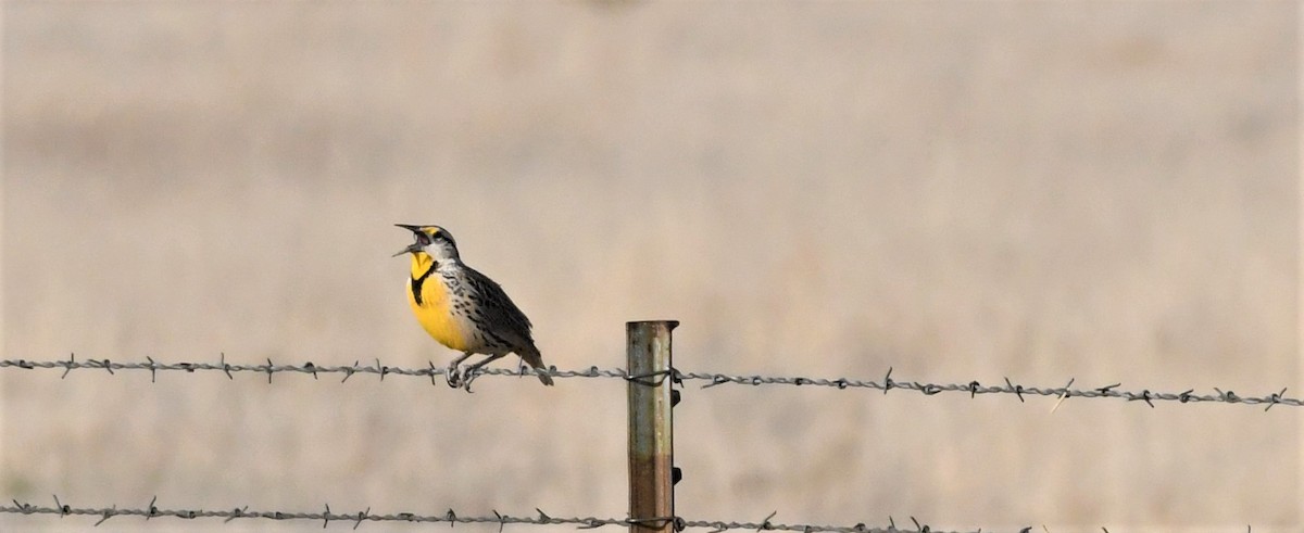 eBird Checklist - 24 Apr 2023 - TX-117 just South of Village Farms - 5 ...