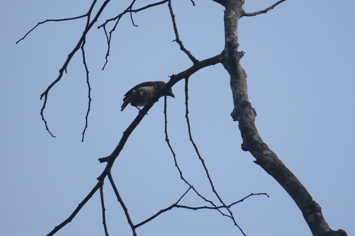 eBird India Checklist - 9 Apr 2023 - Bukit Tinggi--Japanese Garden - 21 ...