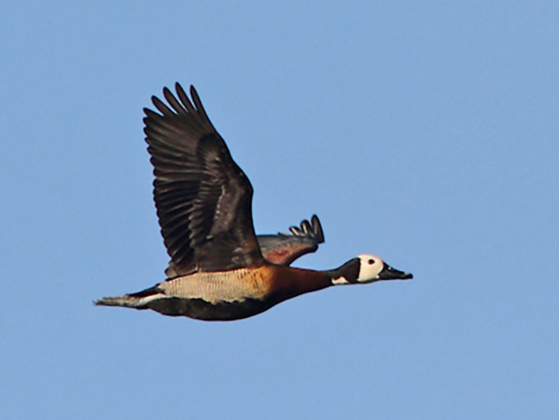 Belolika patka pištalica - eBird