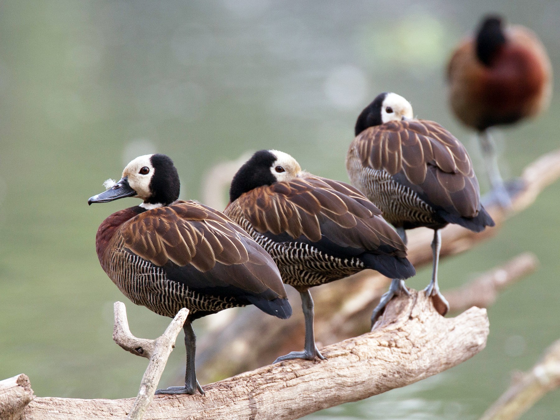 White-faced Whistling-Duck - eBird