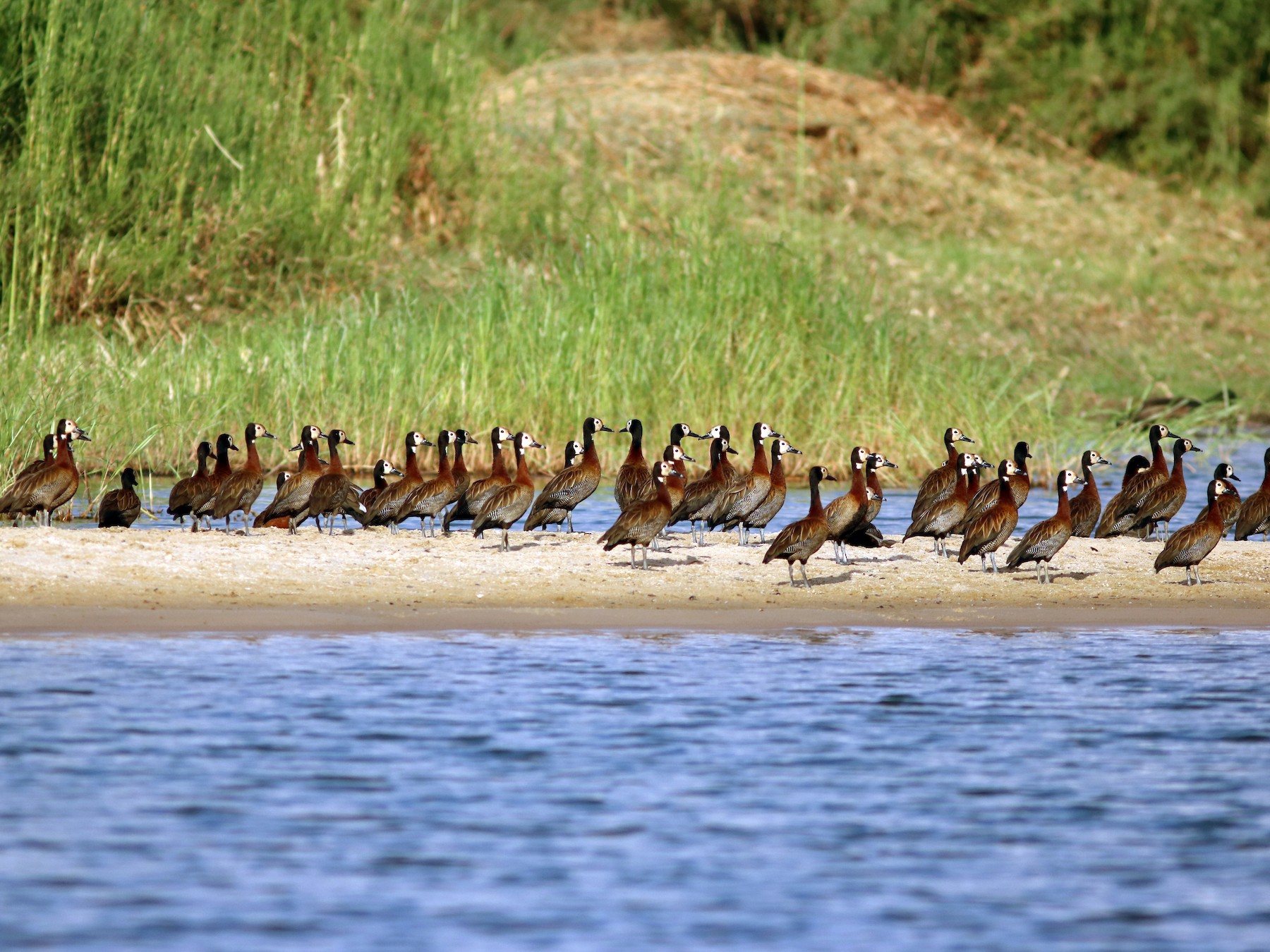 White-faced Whistling-Duck - eBird