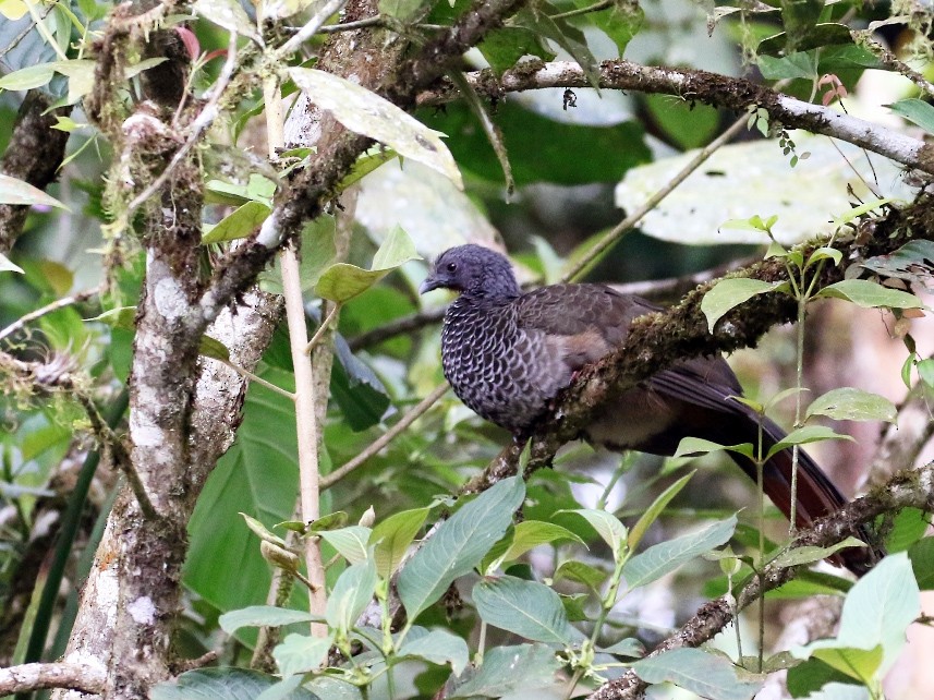 Colombian Chachalaca - eBird