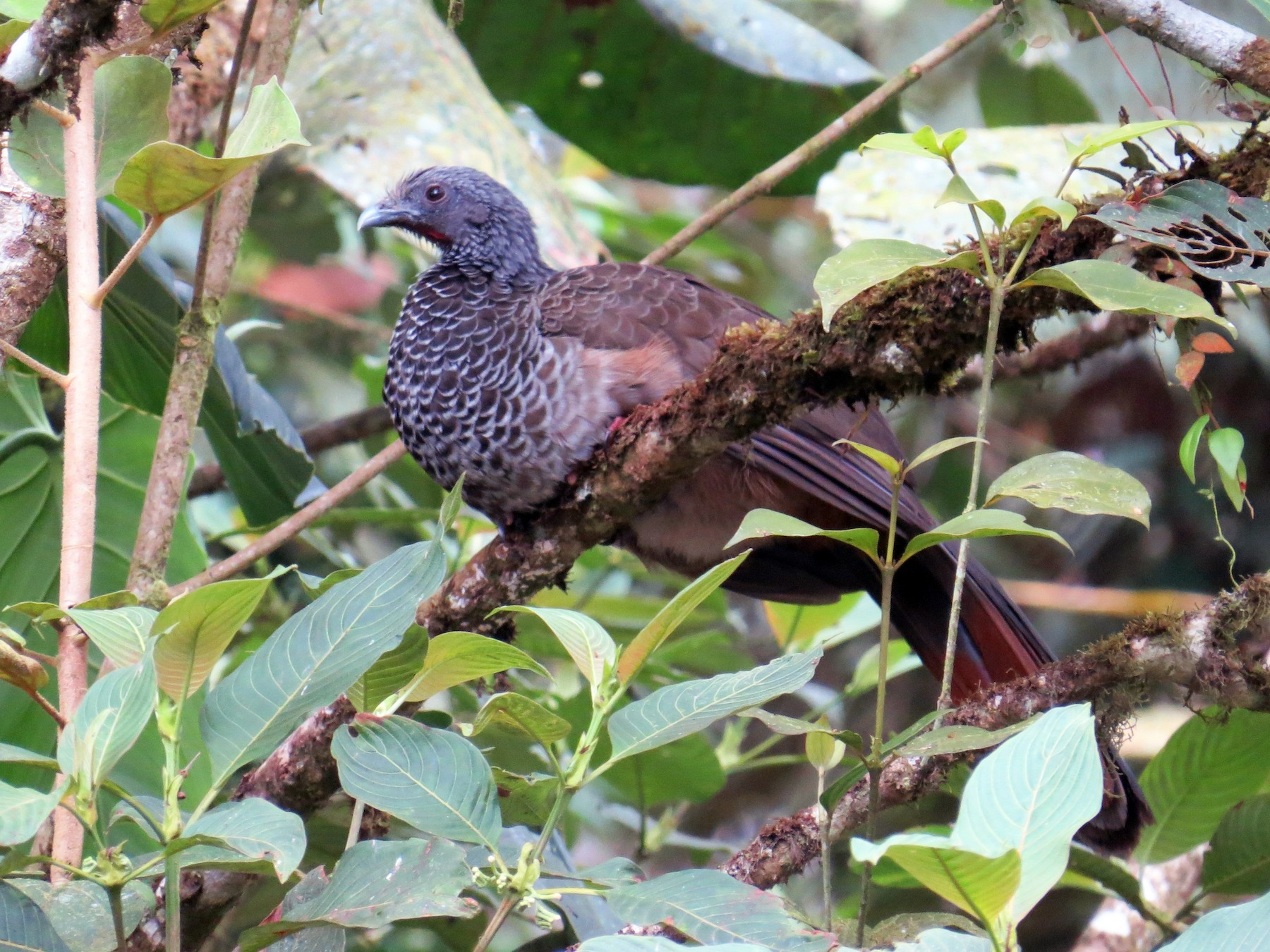 Colombian Chachalaca - eBird