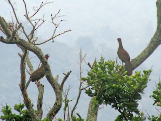 Colombian Chachalaca - eBird