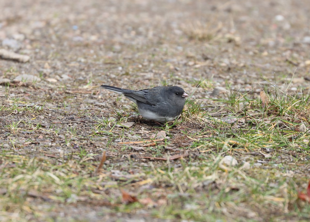ML564303061 Dark-eyed Junco (Slate-colored) Macaulay Library