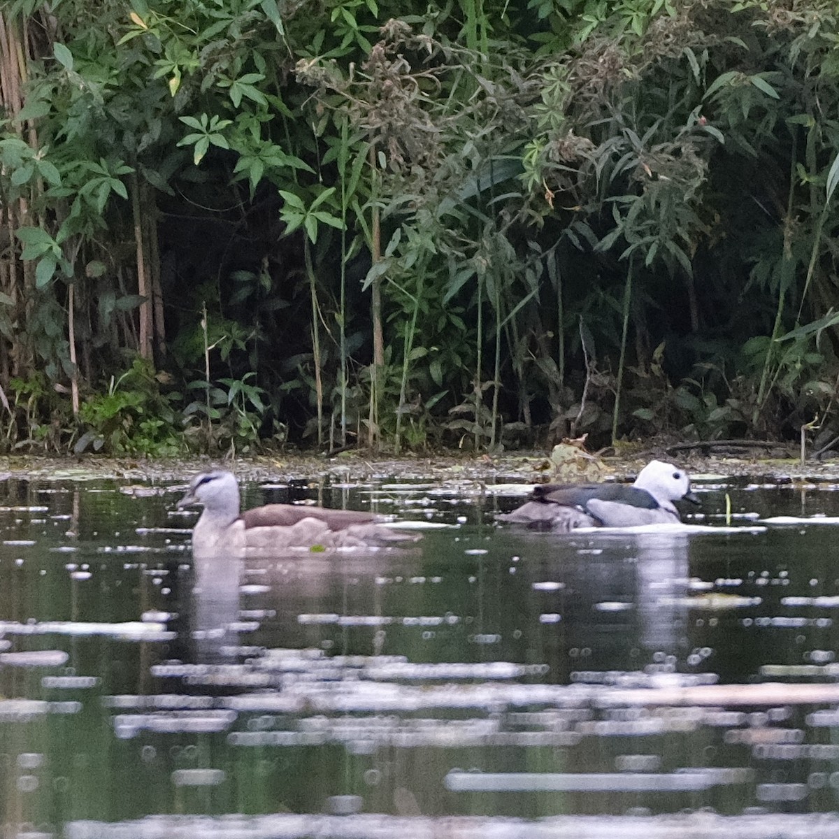 eBird Checklist - 29 Apr 2023 - Sandy Camp Road Wetlands - 41 species