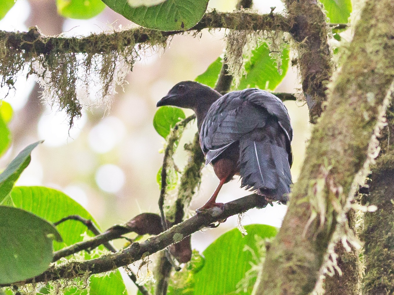 Sickle-winged Guan - eBird