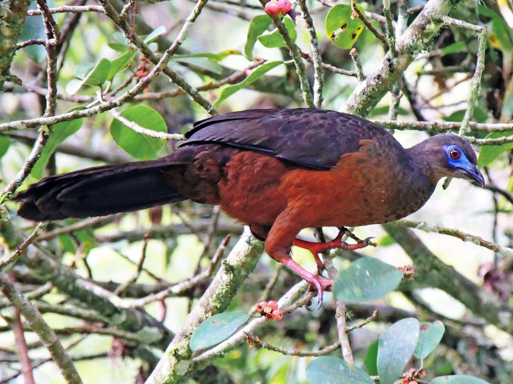 Sickle-winged Guan - eBird