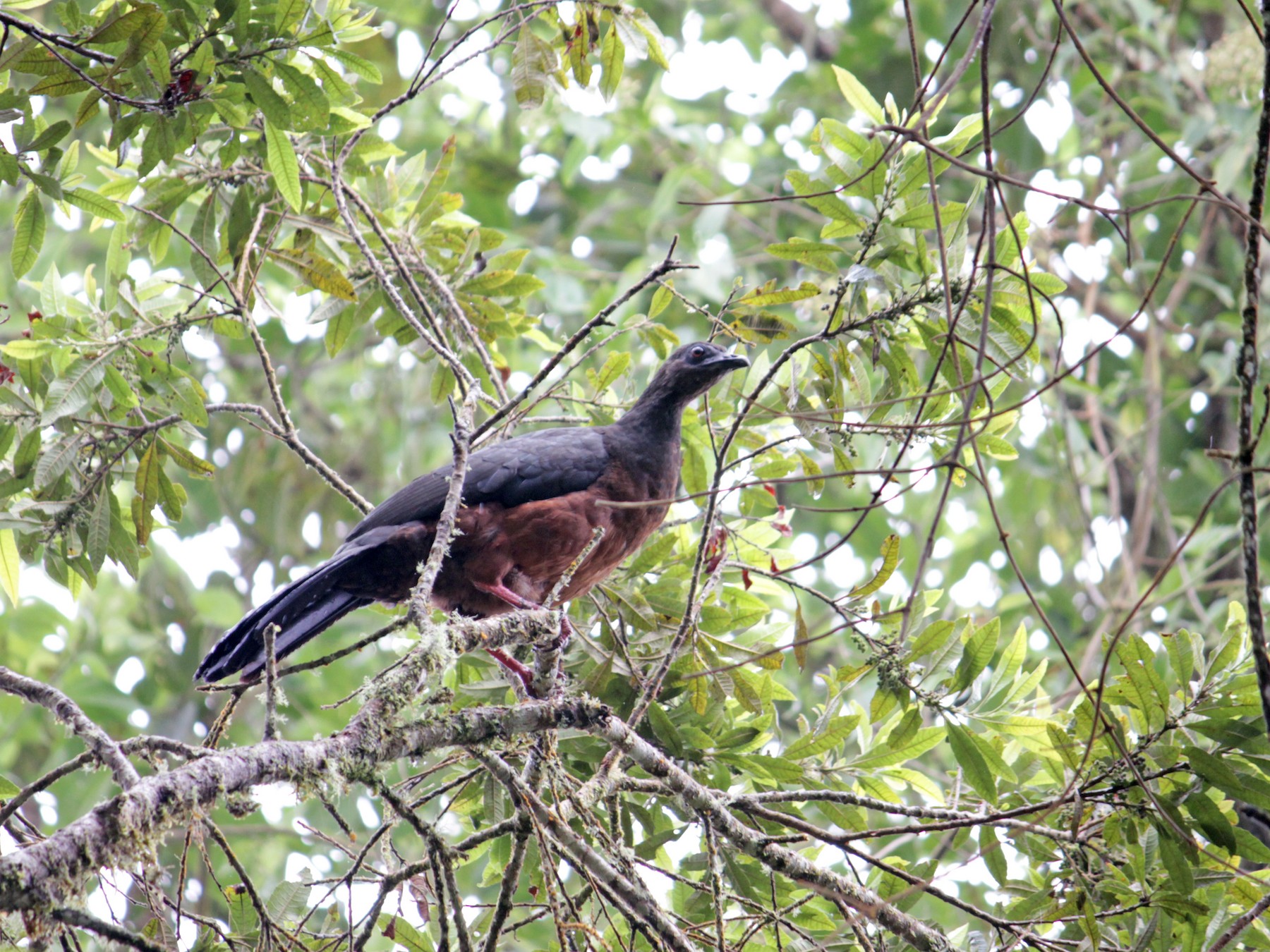 Sickle-winged Guan - eBird
