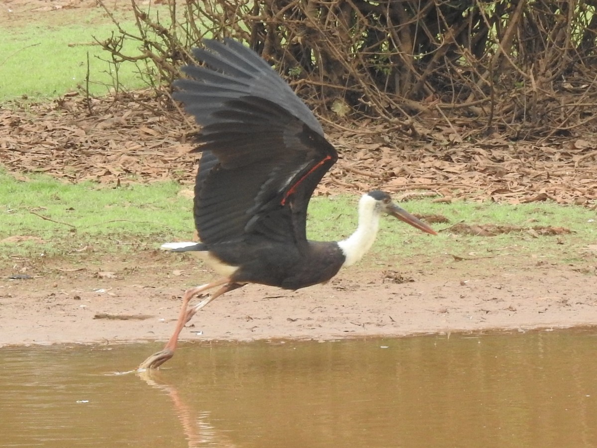 eBird Checklist - 29 Apr 2023 - Thippuru Kere (ತಿಪ್ಪೂರು ಕೆರೆ) - 7 species