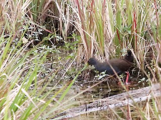 Blackish Rail - eBird