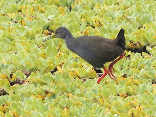 Blackish Rail - eBird
