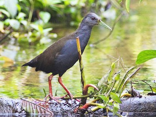 Blackish Rail - eBird
