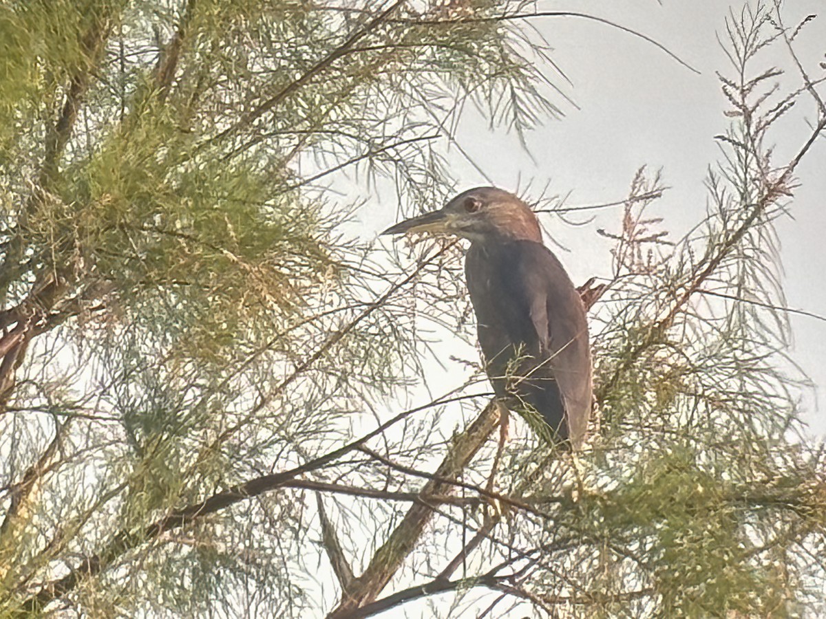 eBird Checklist - 29 Apr 2023 - Great Northern Highway (Roebuck Plains ...