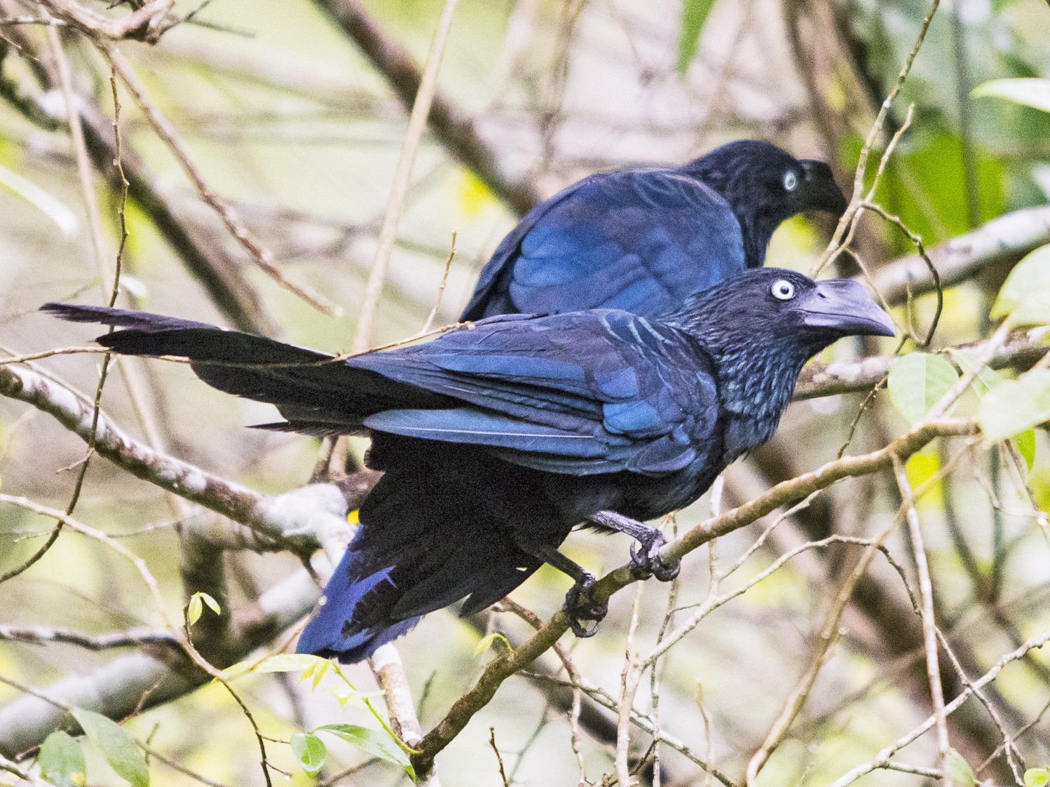 Greater Ani - eBird