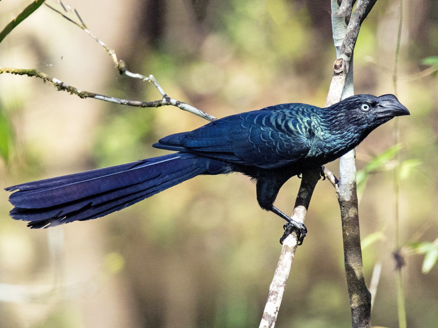Garrapatero Mayor - eBird