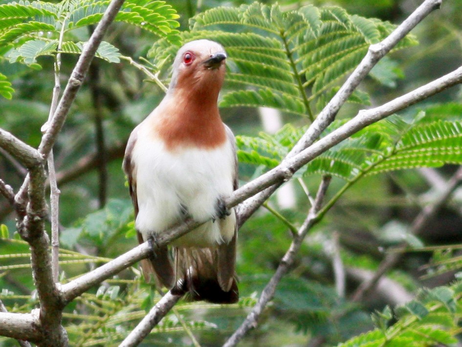 Dwarf Cuckoo - eBird