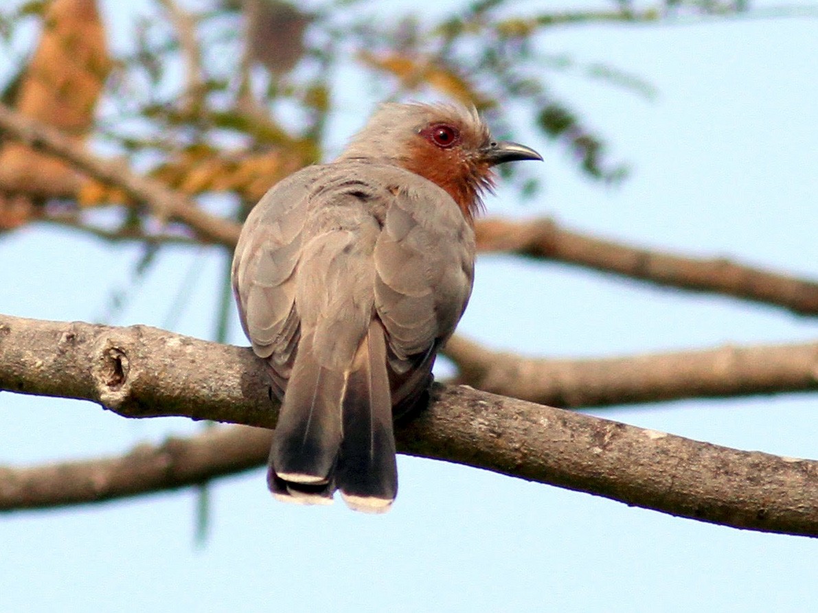 Dwarf Cuckoo - eBird