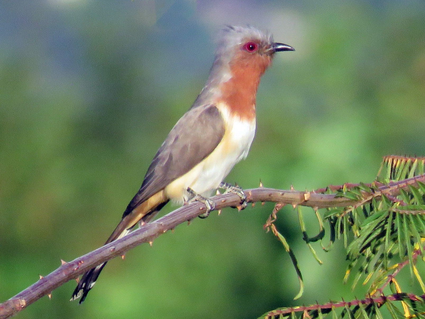 Dwarf Cuckoo - eBird