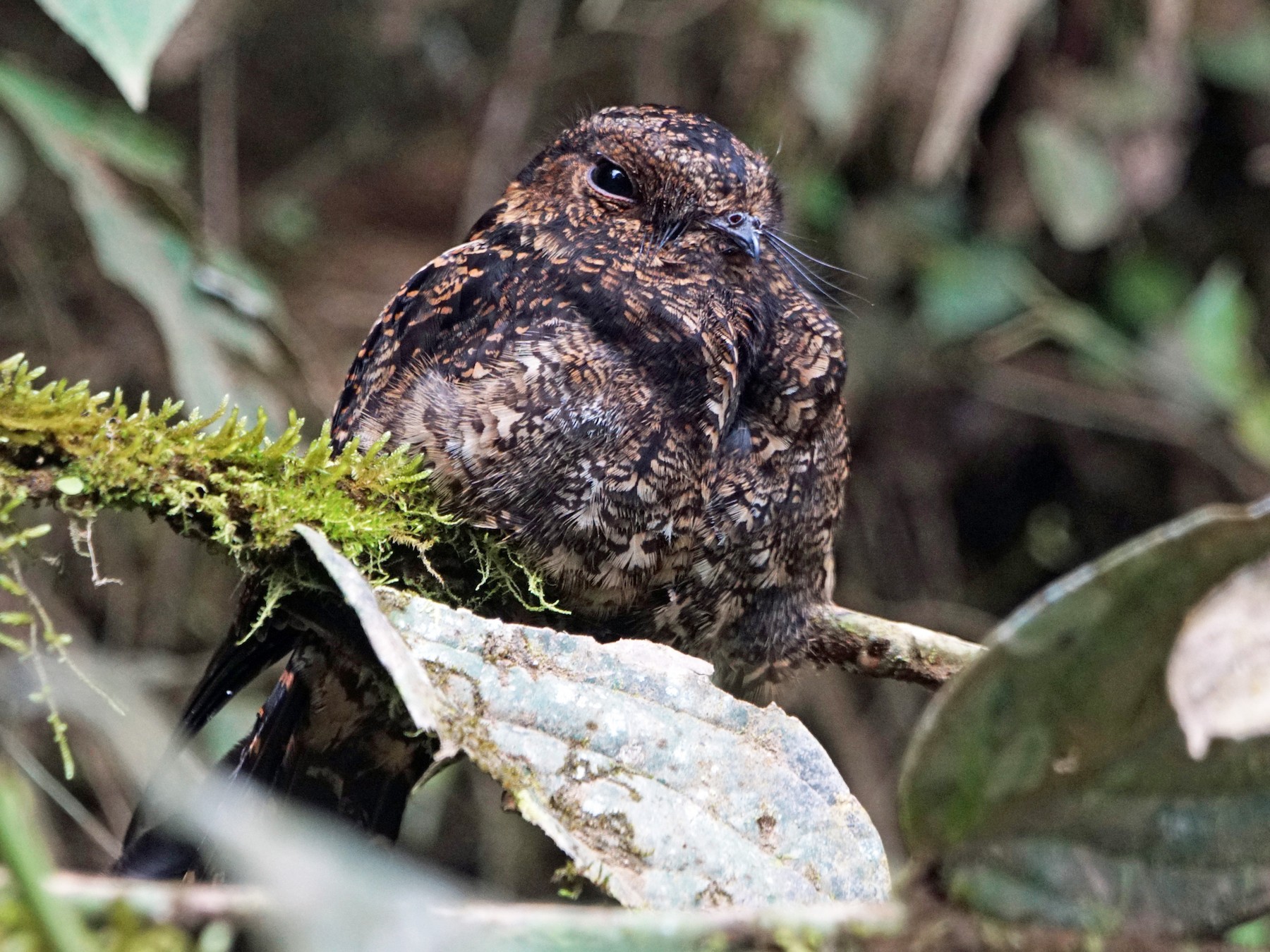 Lyre-tailed Nightjar - eBird