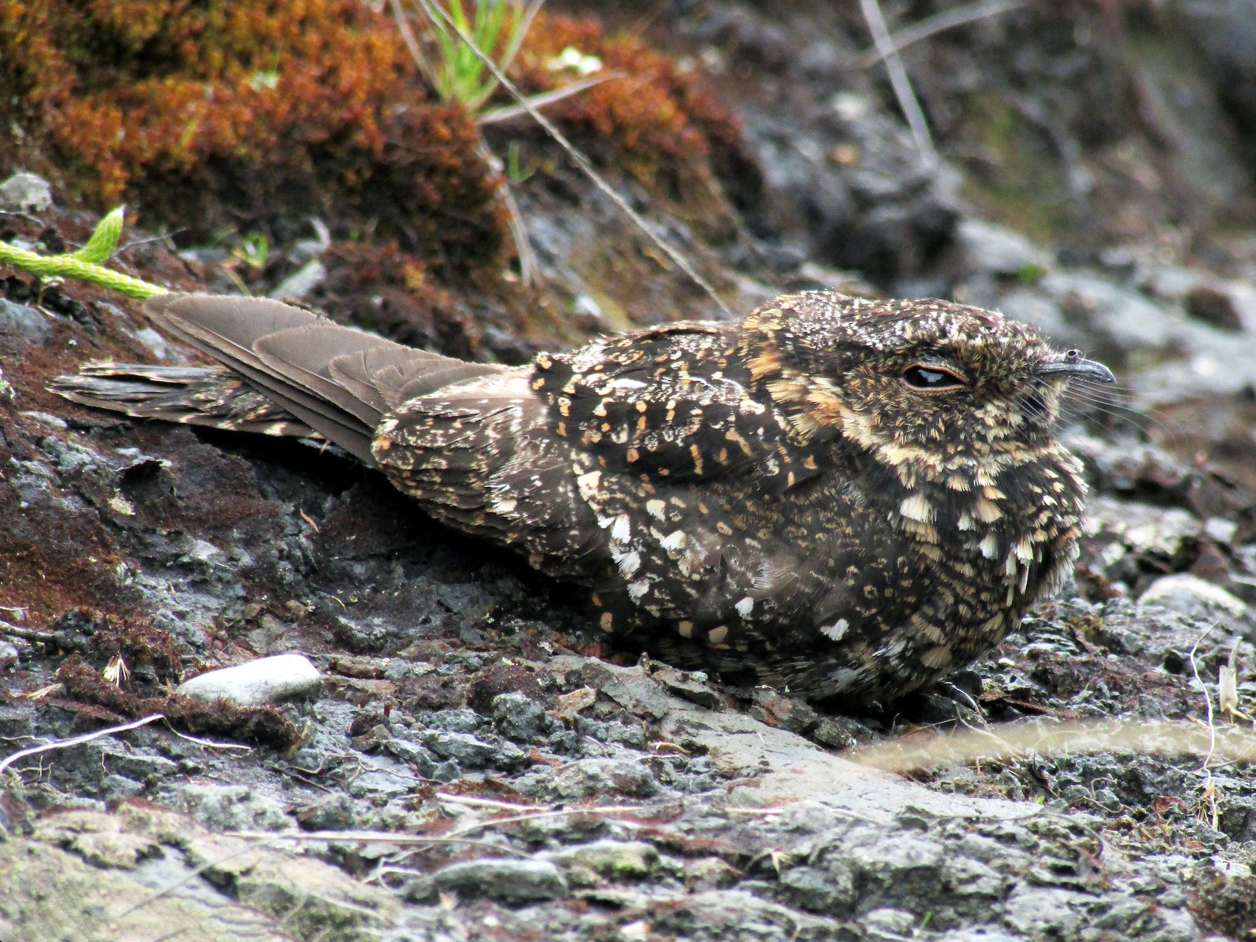 Lyre-tailed Nightjar - eBird