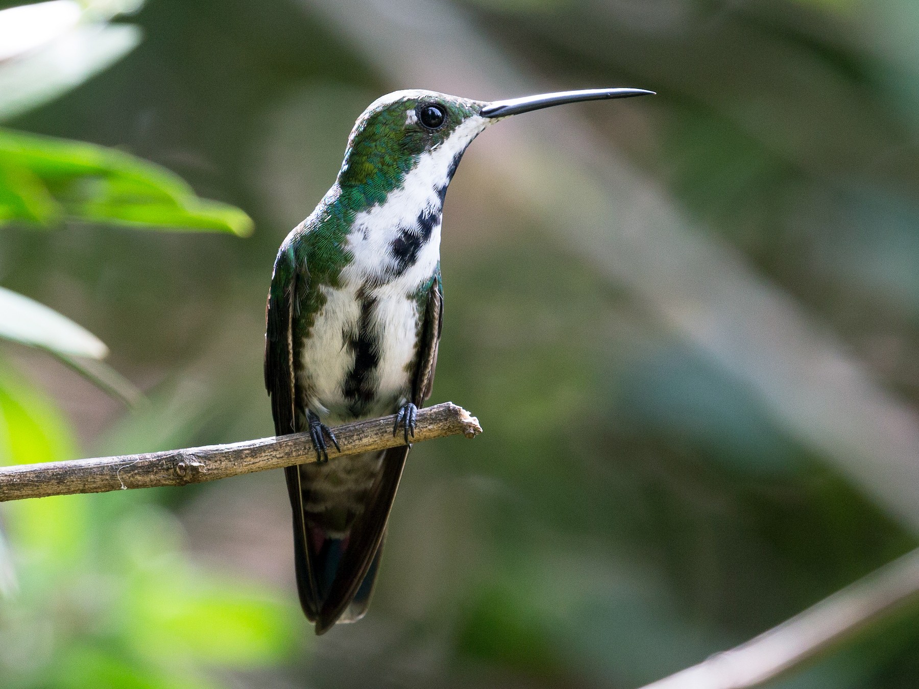 Black-throated Mango - eBird