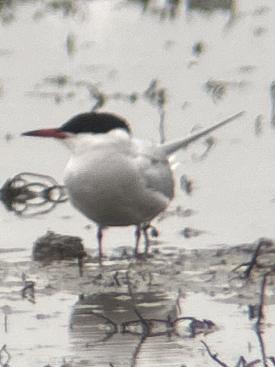 eBird Checklist - 29 Apr 2023 - Howard Marsh Metropark - 45 species