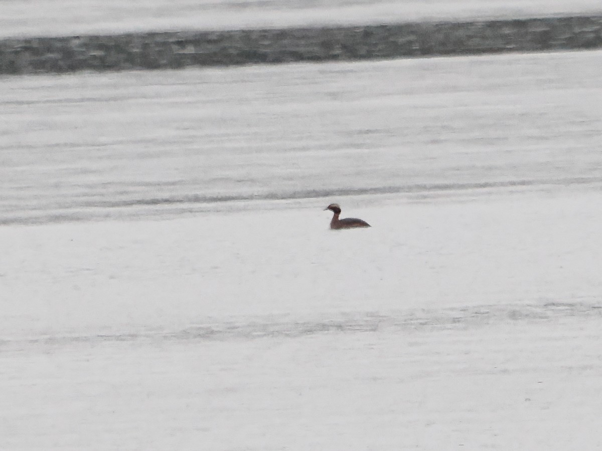 Mass Audubon eBird Checklist - 29 Apr 2023 - Stockbridge Bowl - 7 species