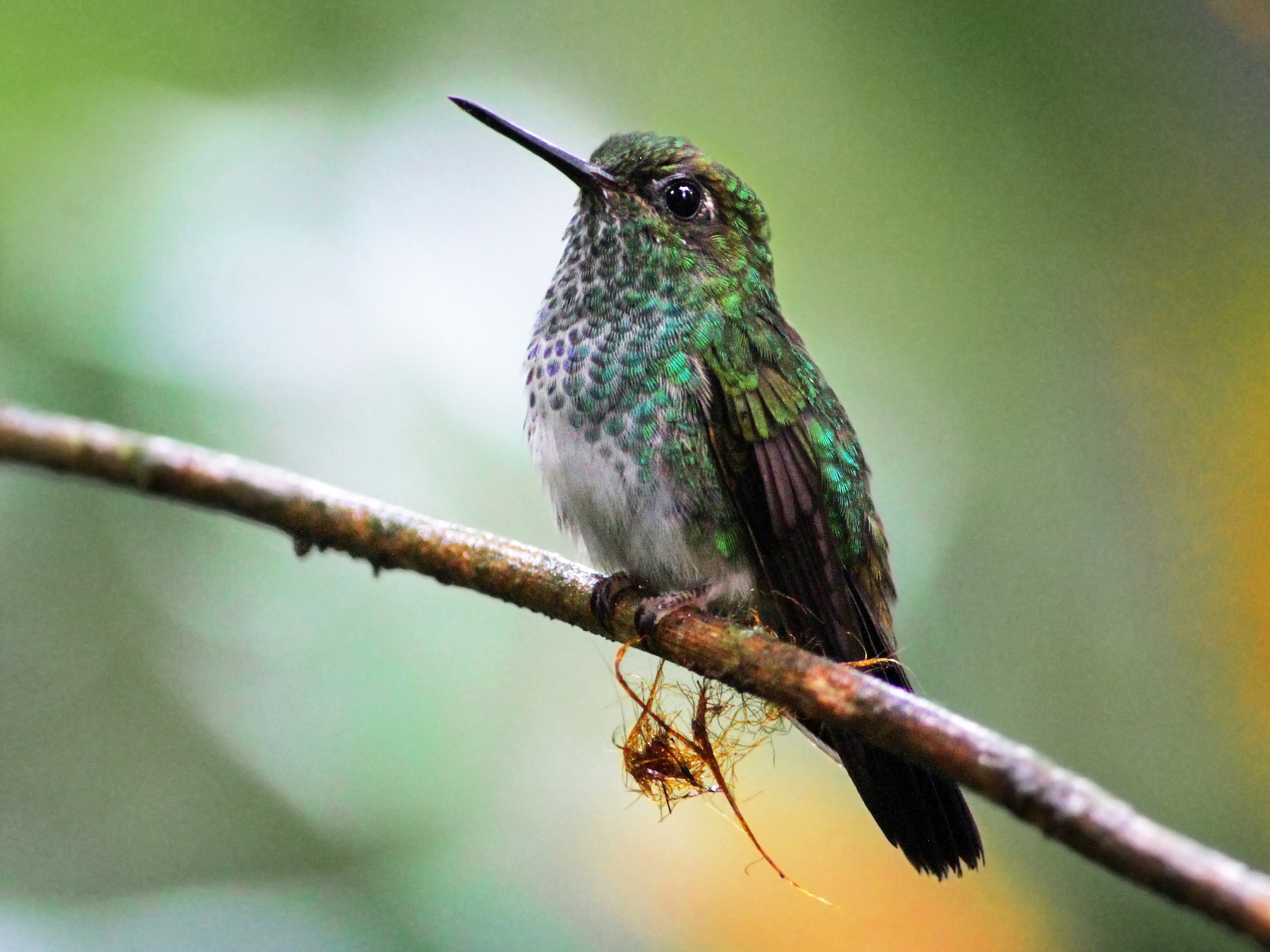 Greenish Puffleg - eBird
