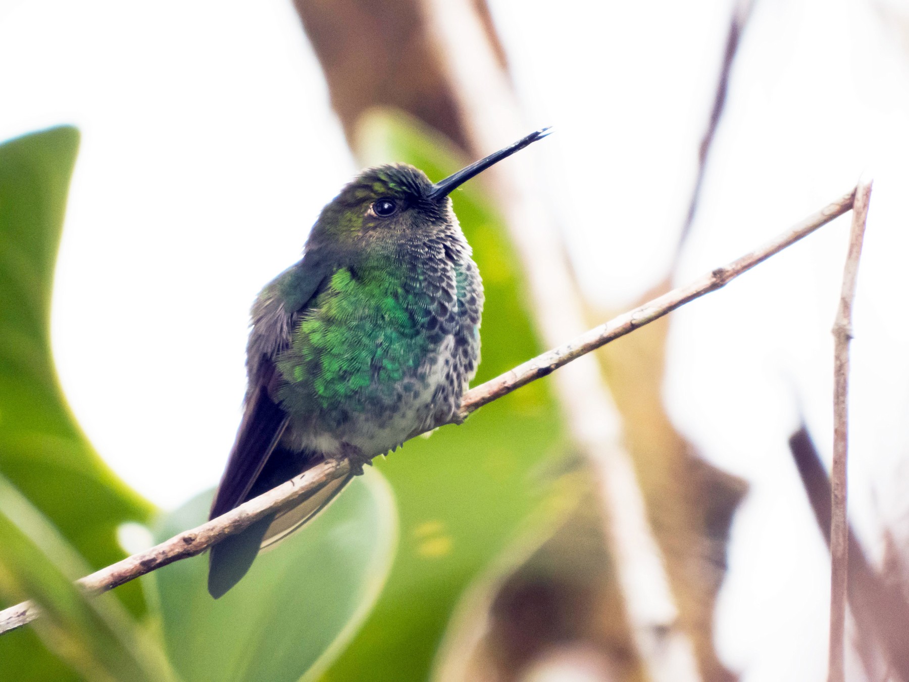 Greenish Puffleg - eBird