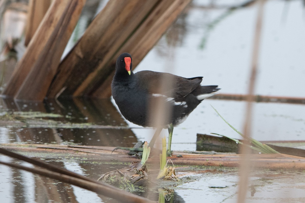 eBird Checklist - 29 Apr 2023 - Strathroy--Sewage Lagoons - 43 species