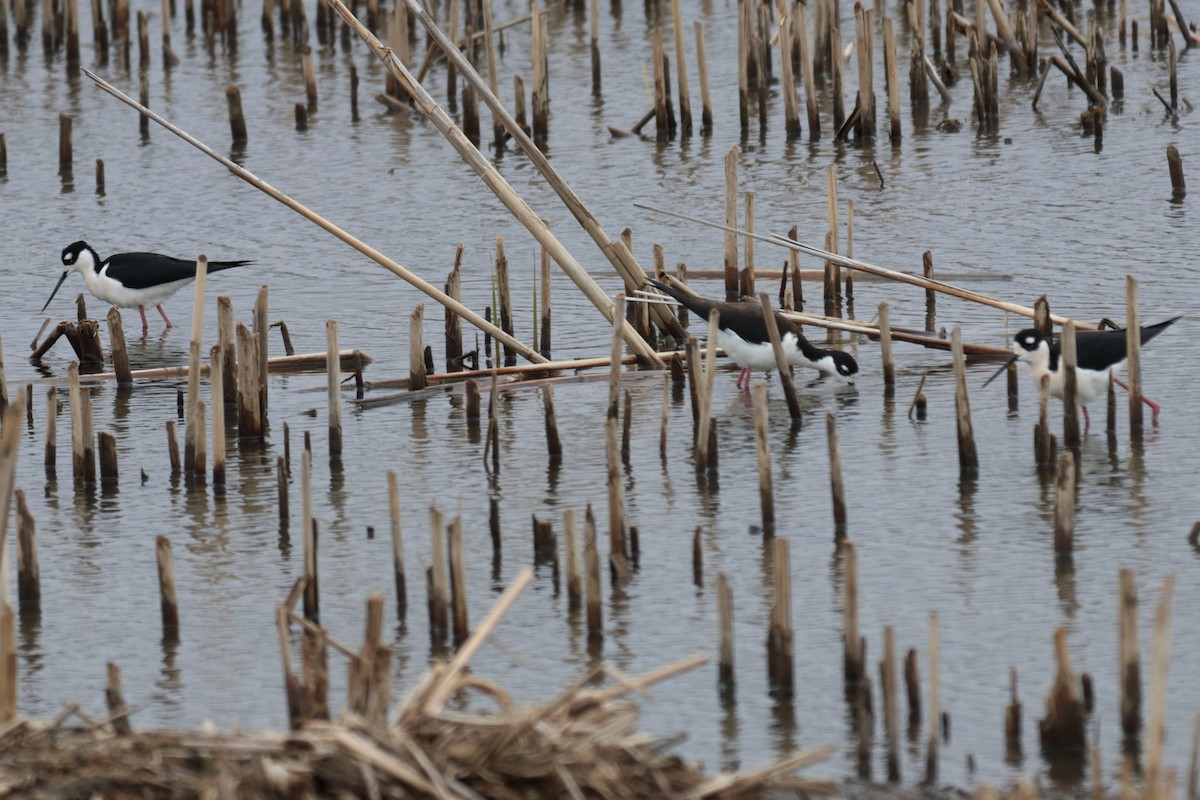 eBird Checklist - 29 Apr 2023 - Howard Marsh Metropark - 41 species