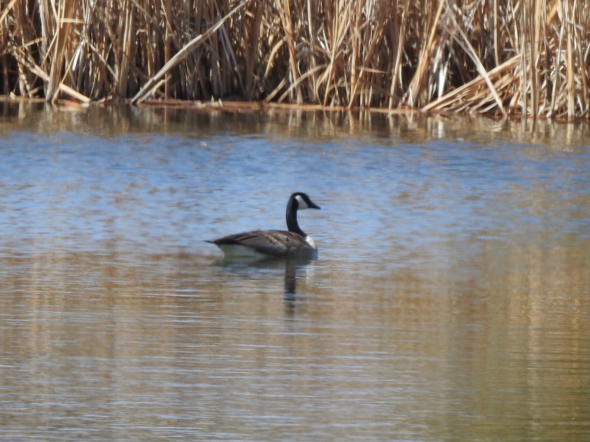 eBird Checklist - 29 Apr 2023 - Spruce Grove--Heritage Grove Park ...