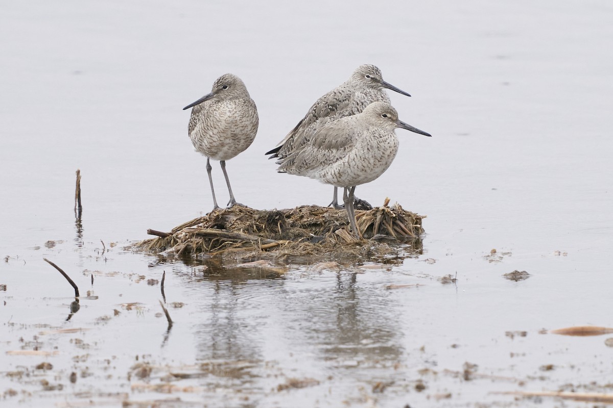 eBird Checklist - 29 Apr 2023 - Lizard Lake County Park - 42 species ...