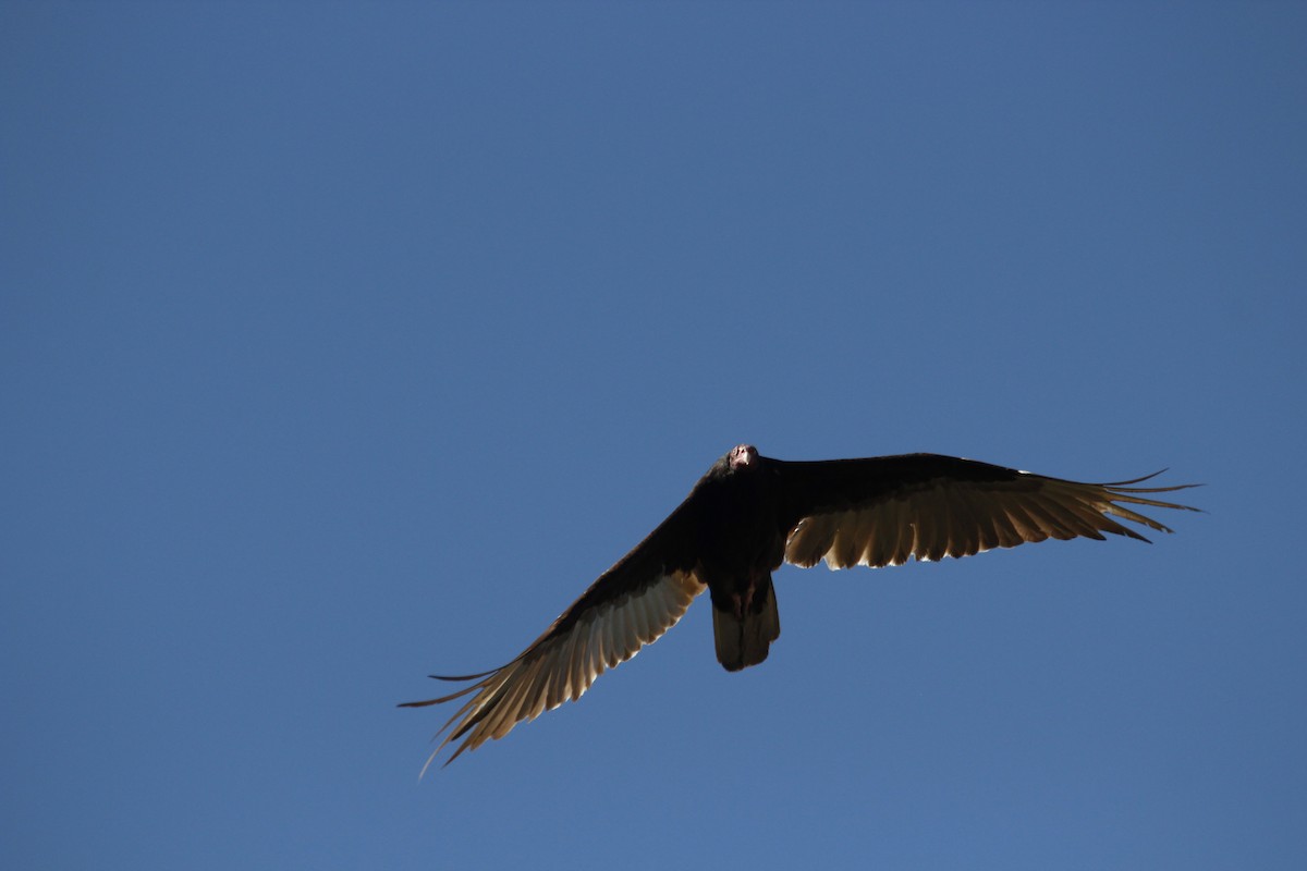 eBird Checklist - 29 Apr 2023 - Red Rock SP - 44 species