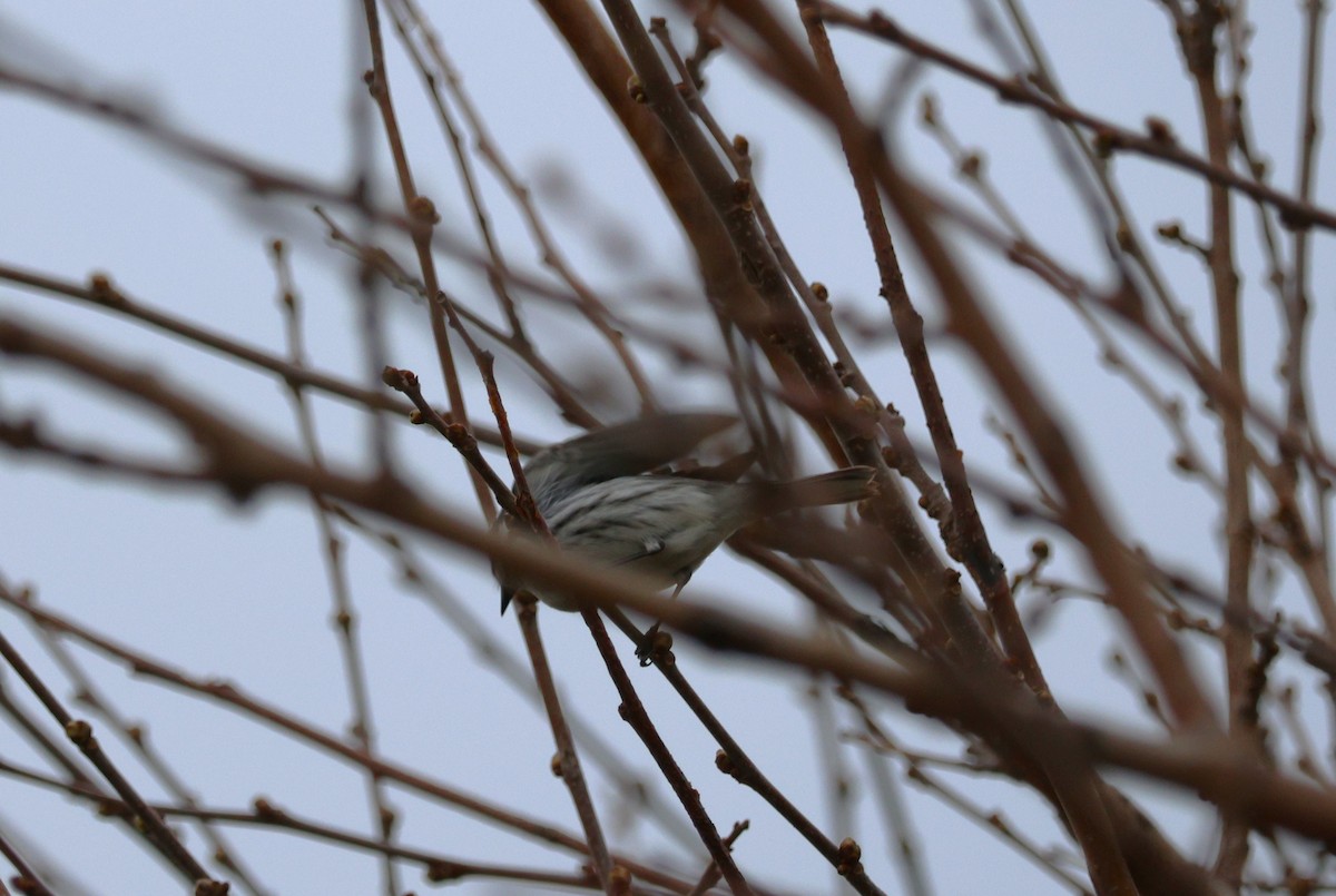 eBird Checklist - 29 Apr 2023 - Wind Point (Lighthouse and Shoop Park ...