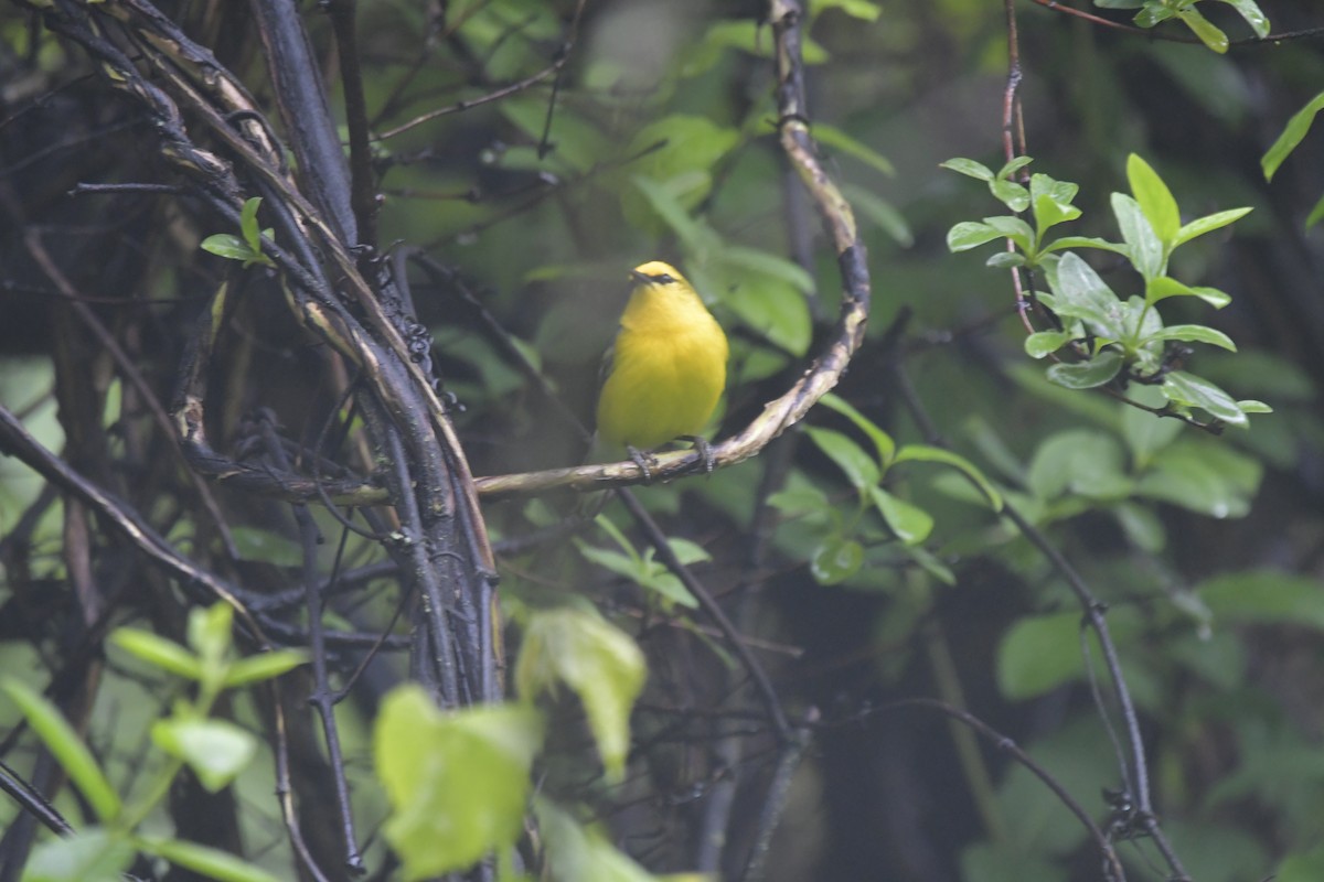 eBird Checklist - 29 Apr 2023 - Silver Lake Park/Nature Center - 54 species